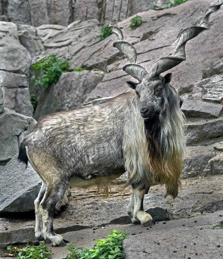 Markhor photo stock. Image du herbivore, sauvage, saut - 64430498