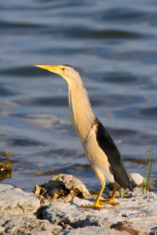 Petit butor étoilé photo stock. Image du avien, iran - 28420996