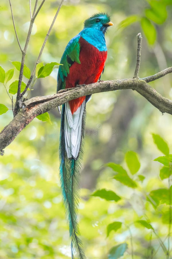 Plume de quetzal image stock. Image du bien, beau, simple - 35601749
