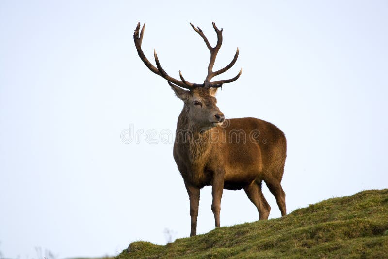 Mâle De Rouge De Cerfs Communs Image stock - Image du rocheux, attentif ...