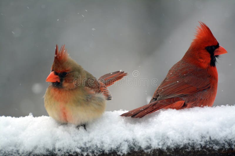 L'oiseau Cardinal Femelle Apporte La Nourriture Au Nid Image stock ...