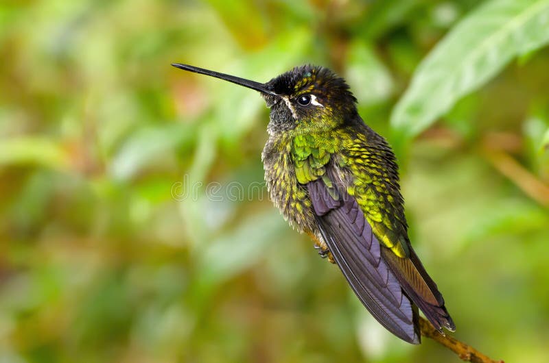 Colibri Magnifique, Fulgens D'Eugenes, Oiseau Exotique Avec Le Fond ...