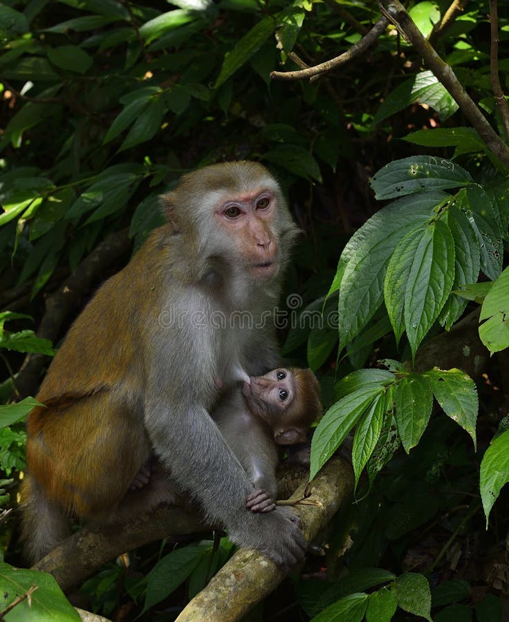 A mãe e o bebê do macaco foto de stock. Imagem de bebê - 35467608