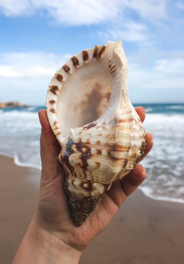 Mão Que Guarda Um Shell Do Mar Foto de Stock - Imagem de férias, céu ...