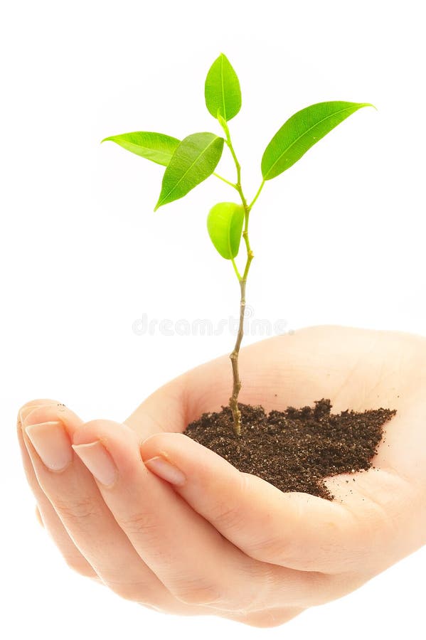 Mãos humanas e planta nova imagem de stock. Imagem de fazendeiro - 2349329