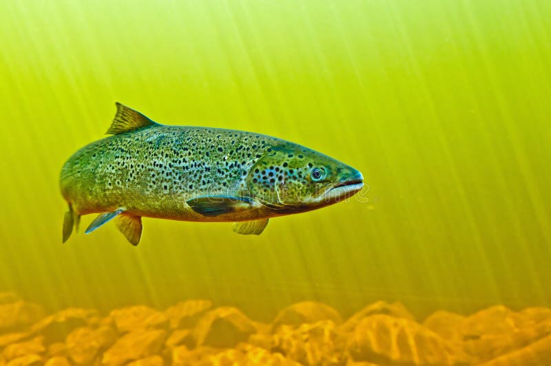 Lachs stockbild. Bild von diät, getrennt, tier, frische - 33669935