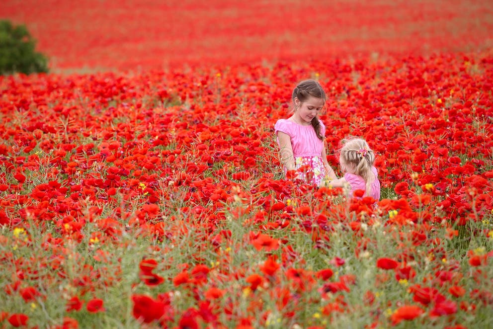 Mädchen mit Mohnblumen stockbild. Bild von draussen, familie - 32369243