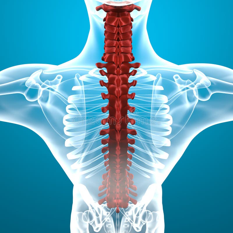 Anatomi av ryggen vektor illustrationer. Illustration av anatomical ...