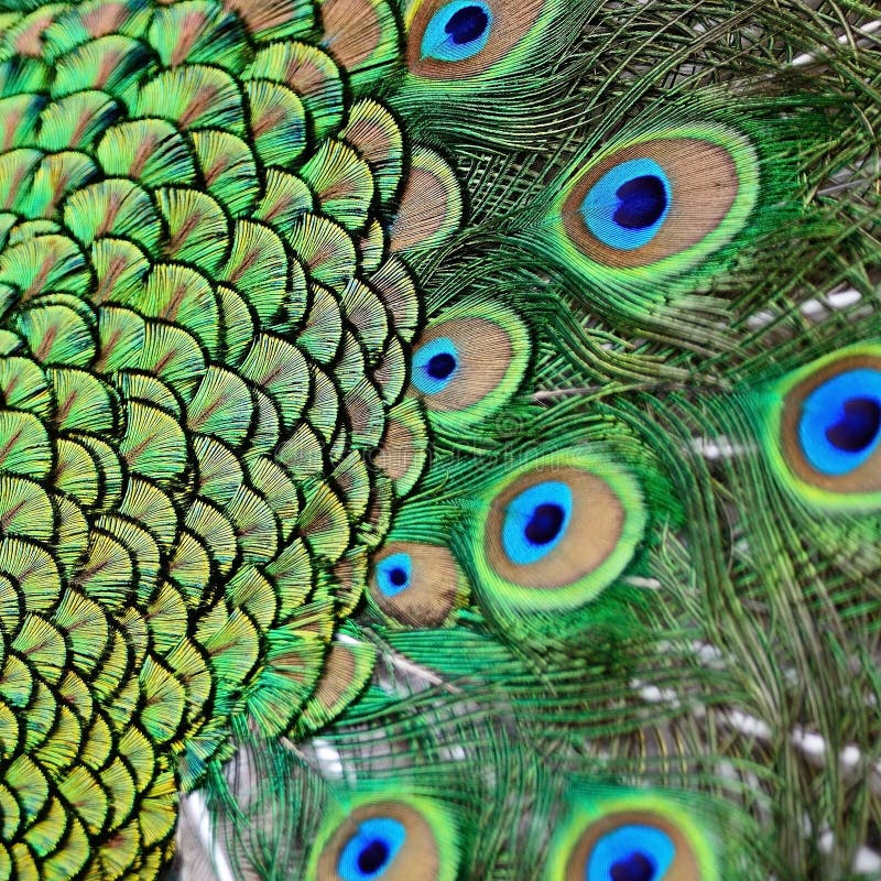 Pfau-Heck-Feder stockbild. Bild von auge, auslegung, elegant - 20985577