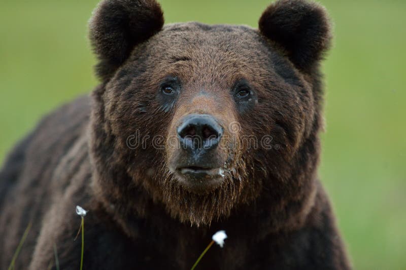 Große Männlicher Braunbär, Der in Den Sumpf am Sommer Geht Stockfoto ...