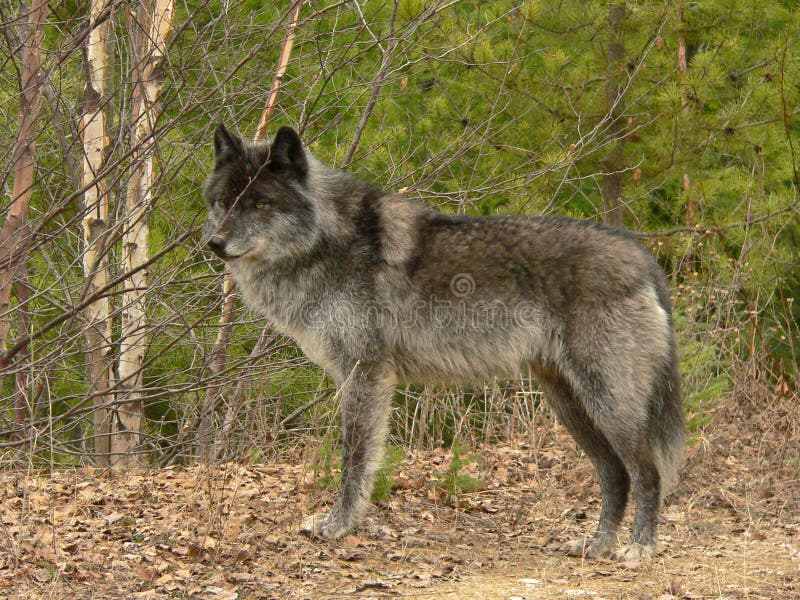 Grauer Wolf, Der in Einem Sumpf Steht Stockbild - Bild von raub, grau ...