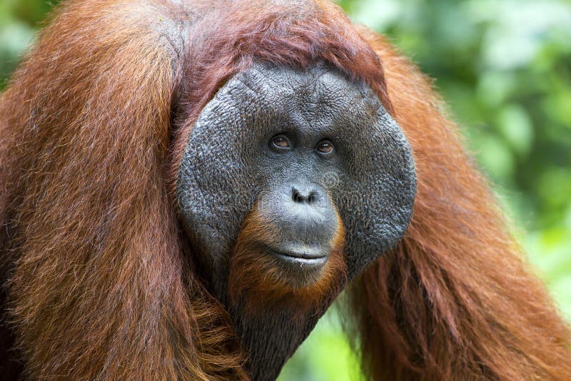 Männlicher Orang-Utan stockbild. Bild von tropisch, mann - 78899315