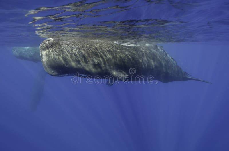 Männlicher Pottwal stockfoto. Bild von farbe, afrika - 83030754