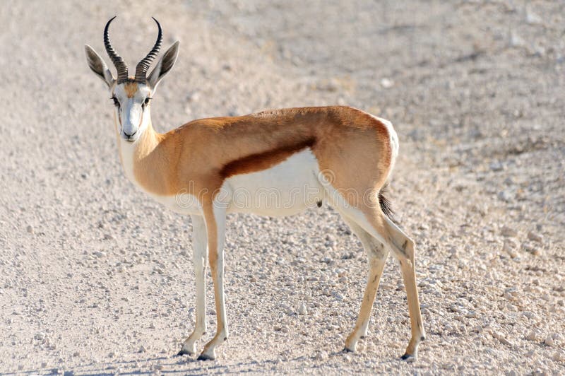 Springbock-Antilopen - Antidorcas Marsupialis - Springbuck In Afrika ...