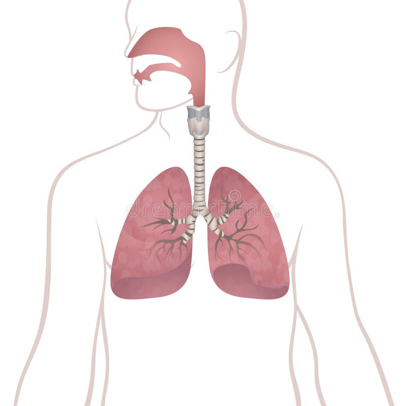 Mänsklig Lungor, Luftstrupe Och Nasopharynx Vektor Illustrationer ...