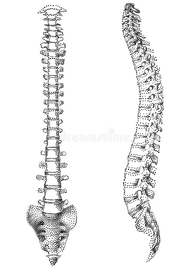 Anatomi I Kotpelare Och Kotor. Ryggrad I Ryggraden Hos Människa ...