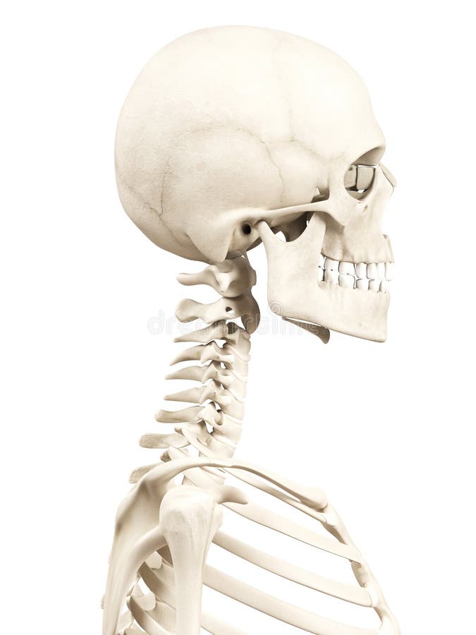 Den mänskliga skallen stock illustrationer. Illustration av anatomisk ...