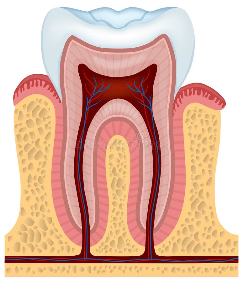 Alternativt Tand- Vård- Diagram För TandReflexology Vektor ...