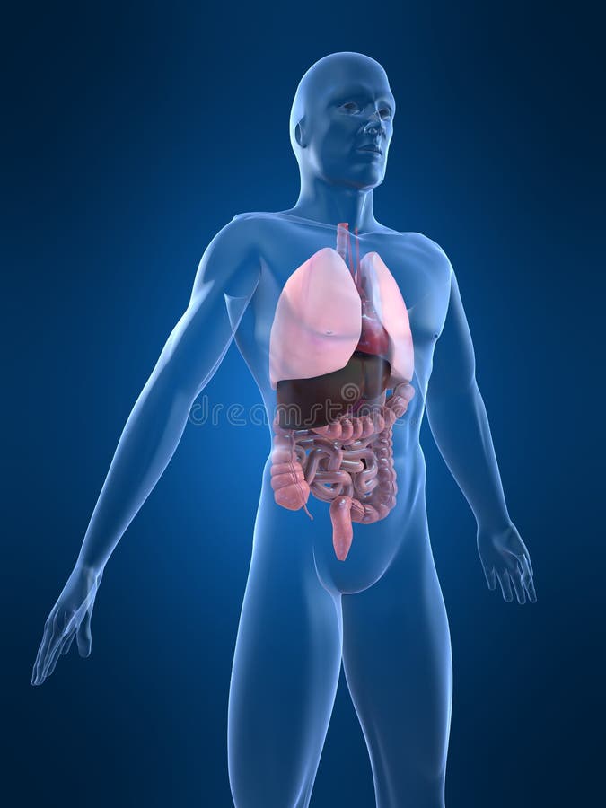 Mänskliga organ stock illustrationer. Illustration av lever - 3371277