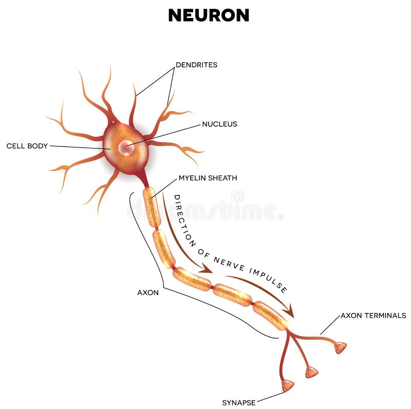 Etiketterad Diagram över Neuronen Vektor Illustrationer - Illustration ...
