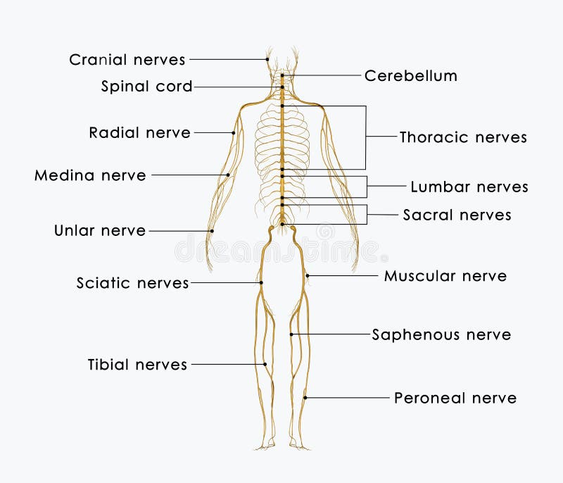Nerver stock illustrationer. Illustration av energi, hals - 43014227