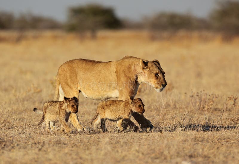 Mère De Lion Avec De Petits Animaux Image stock - Image du mammifère ...