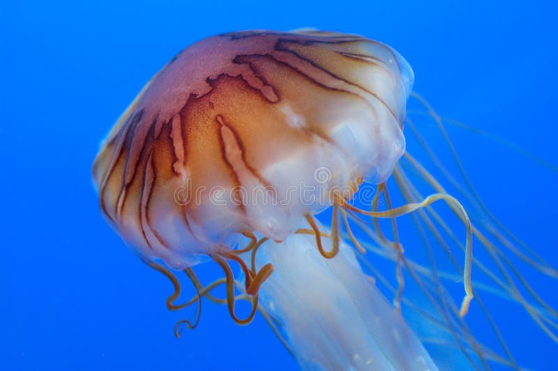 Méduse photo stock. Image du méduse, tentacules, rouge - 7114146