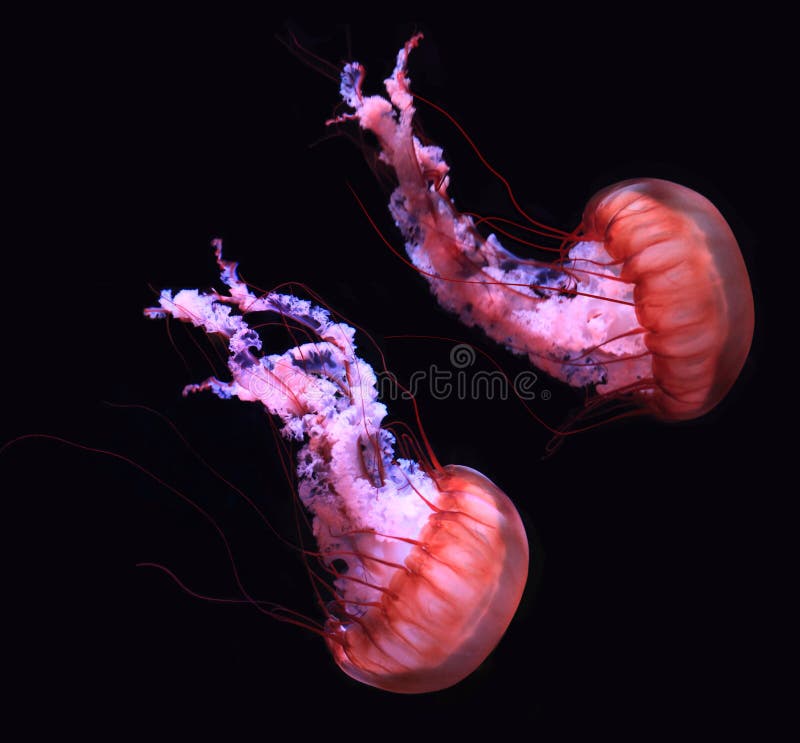 Méduses photo stock. Image du noir, récif, bain, océanographie - 28407604