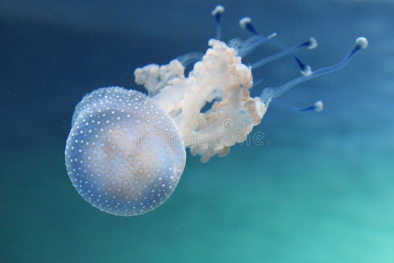 Méduse Tachetée Australienne Phyllorhiza Punctata Photo stock - Image ...