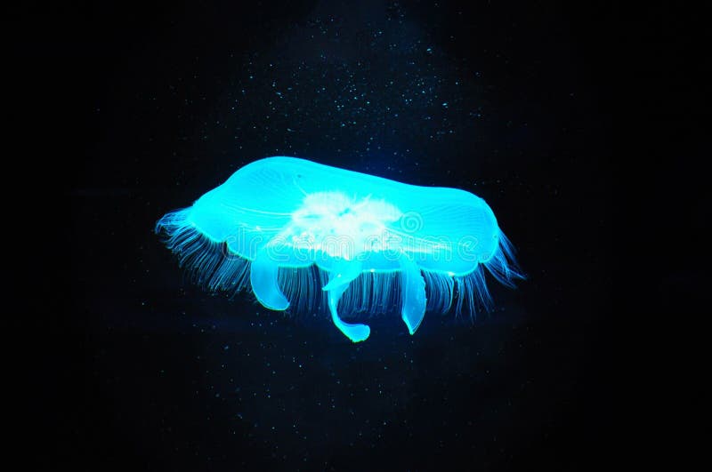 Méduses Translucides Avec Les Taches Fluorescentes Sur Le Corps Et Les ...