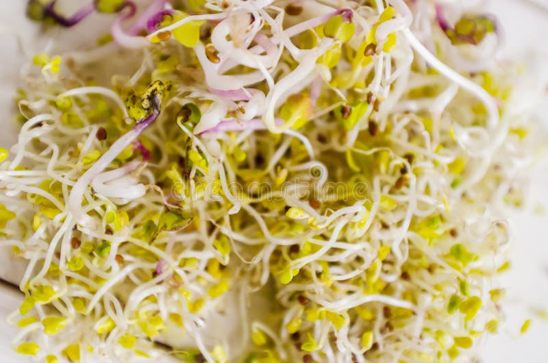 Pousses d'Alpha-alpha image stock. Image du savoureux - 12147061