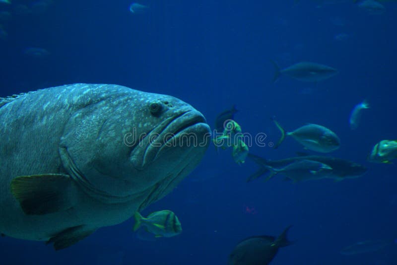 Mérou géant photo stock. Image du brun, géant, repèré - 144463670