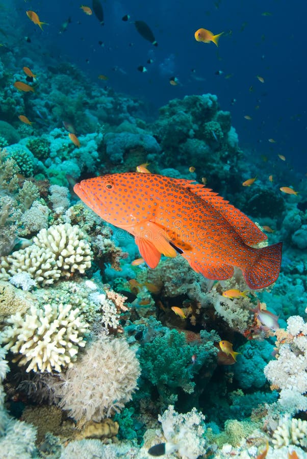 Mérou De Corail En Mer Rouge De L'Egypte Image stock - Image du famille ...