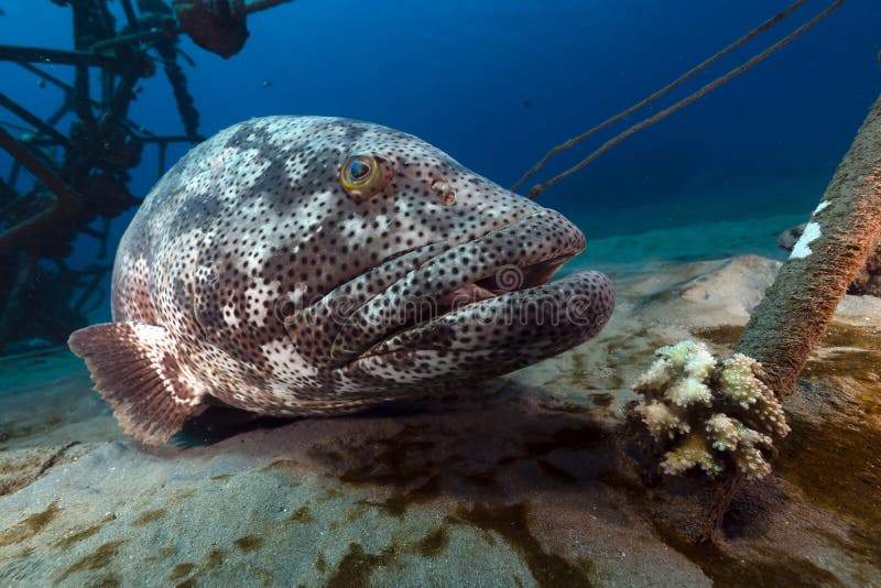 Un Mérou De Malabar (malabaricus D'epinephelus) Photo stock - Image du ...