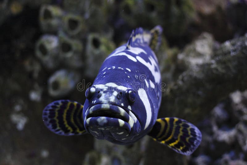 Mérou en Mer Rouge photo stock. Image du poissons, plongée - 43675636