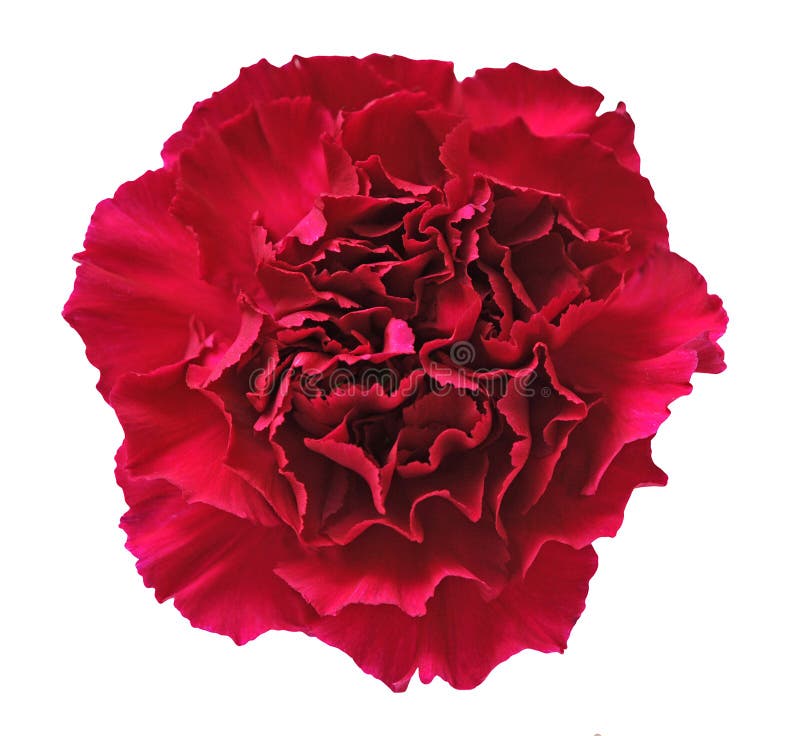 Mörker - röd nejlika fotografering för bildbyråer. Bild av blomma ...