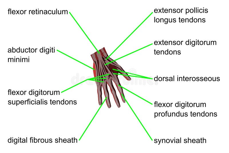Músculos de la mano stock de ilustración. Ilustración de mano - 21812558