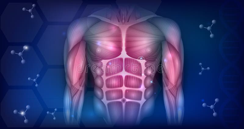 Músculos del torso ilustración del vector. Ilustración de deltoideo ...