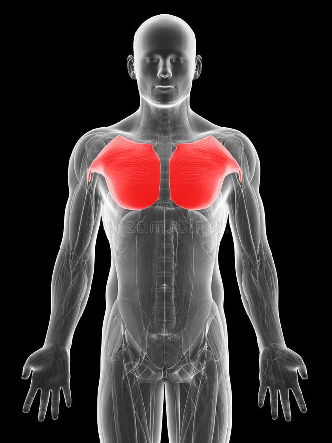 Músculos Destacados Del Pecho Stock de ilustración - Ilustración de ...