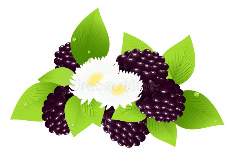 Mûres Stock Illustrations, Vecteurs, & Clipart – (22,599 Stock ...