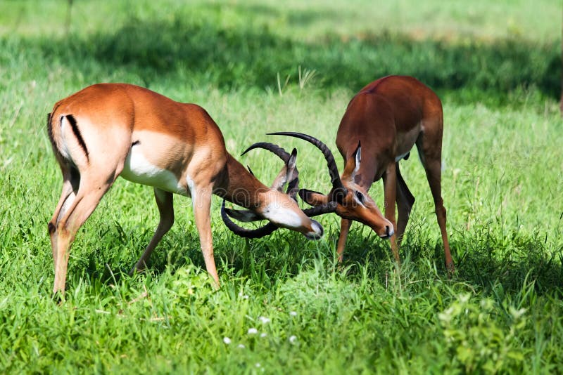 Impala Antylopa, Uganda, Afryka Obraz Stock - Obraz złożonej z ...