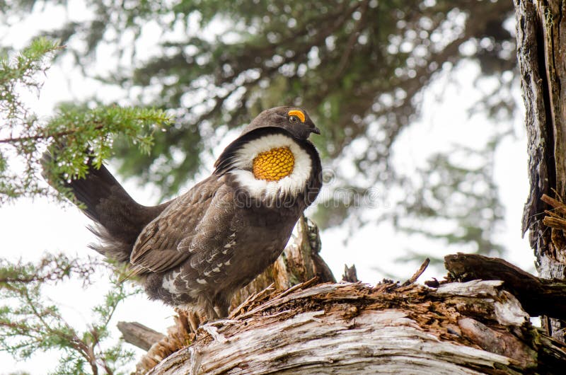 Okopcona Pardwa Przy Mt Dżdżystym Zdjęcie Stock - Obraz złożonej z ...