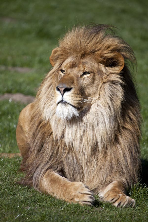 Barbary Lew, Panthera Leo Leo Zdjęcie Stock - Obraz złożonej z dysza ...