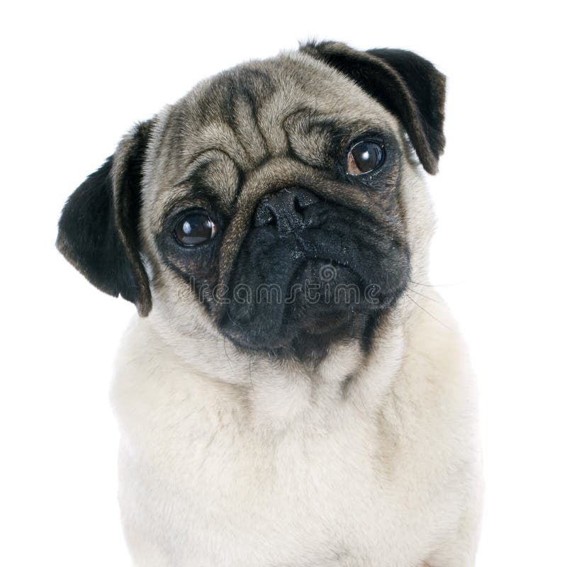 Mops, Pies Na Białym Tle Śliczny życzliwy Gruby Pyzaty Mopsa Szczeniak ...