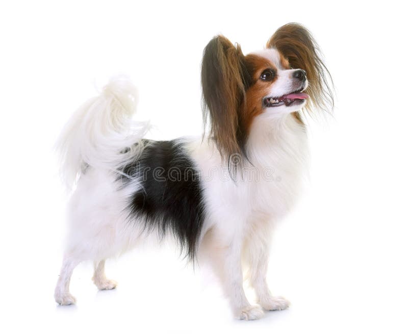 Psi papillon obraz stock. Obraz złożonej z pies, kwiat - 41252805