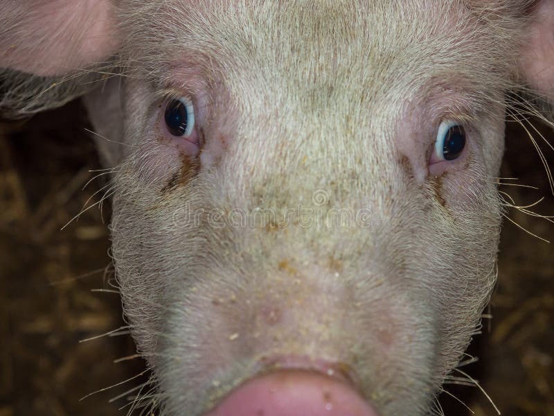 589 Tucznik zdjęć stockowych - bezpłatne i z licencją Royalty Free od ...