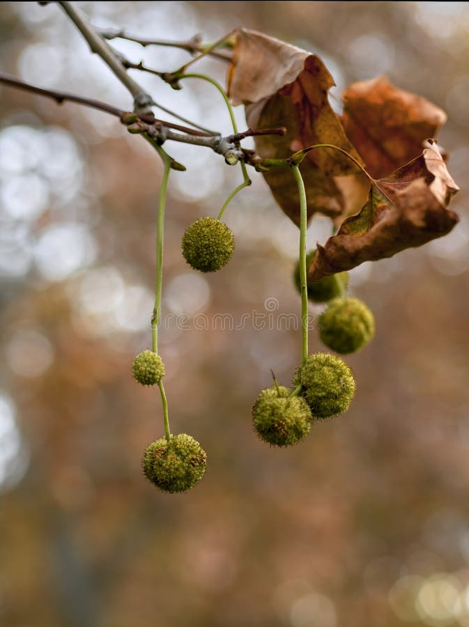 Ripe Plane Tree Fruit with Leaves Stock Image - Image of plane ...