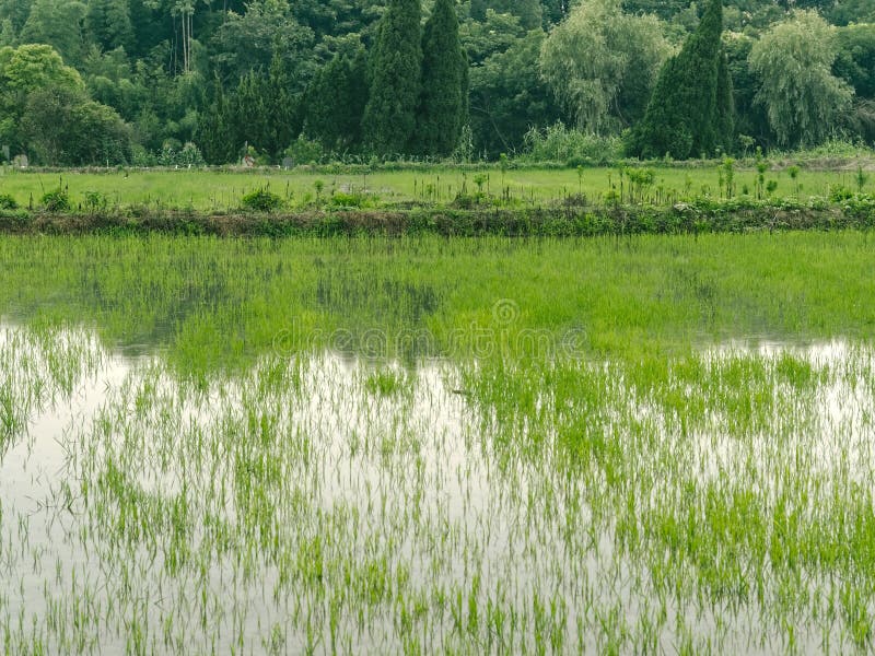 Paddy wet field and land stock photo. Image of irrigation - 263257118