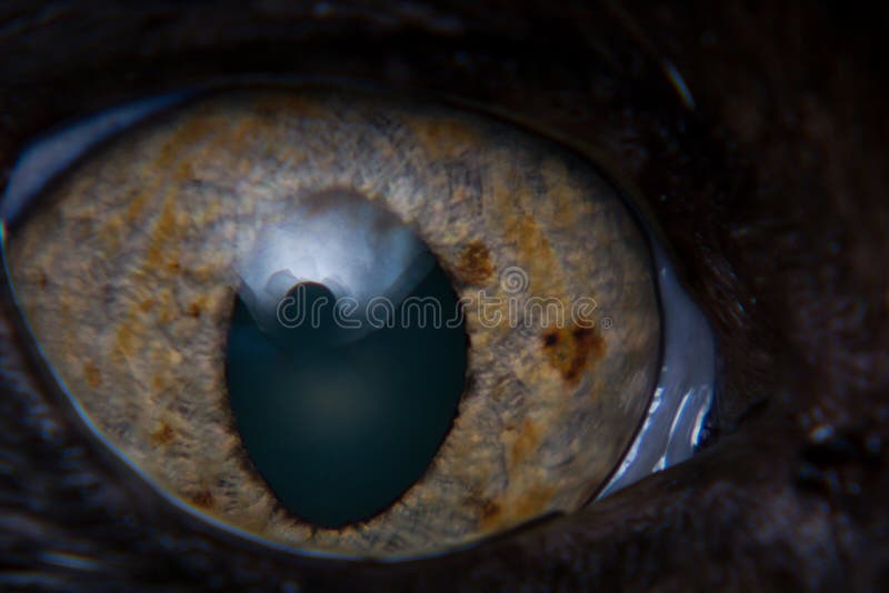 M?lanome D'iris Chez Le Chat Adulte, Pigmentation D'iris Photo stock ...