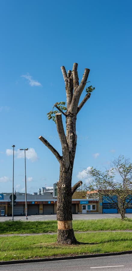 A Ring Barked Tree by a Road.. Editorial Stock Image - Image of trunk ...